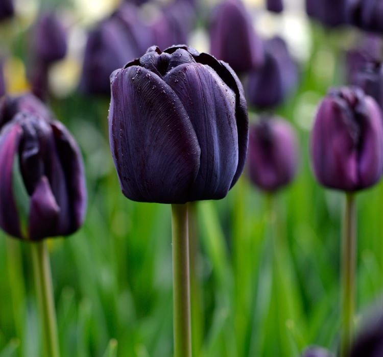 Siyah Lale – Özel seri ( 5 Soğan ) | Bahçe & Tohum